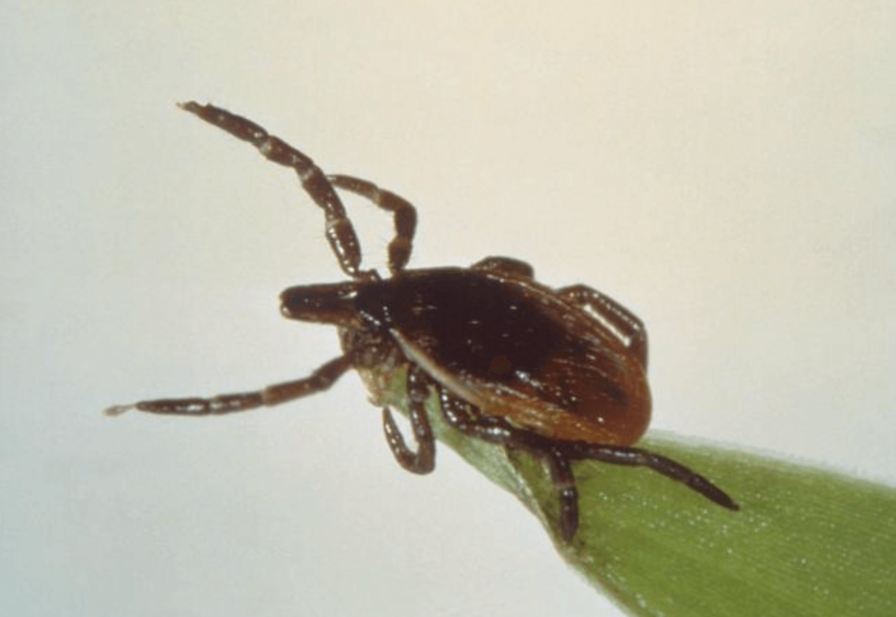 Garrapatas: qué enfermedades producen y cómo prevenirlas en perros y ...